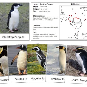 Types of Penguins Information & Distribution Maps Zoology - Etsy