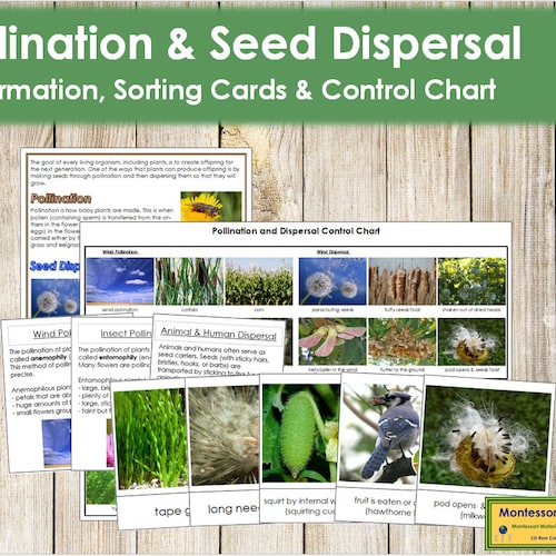 Seed and Plant Matching Cards Montessori Botany Printable - Etsy