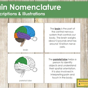 Parts of a Human Brain Nomenclature Book Science Printable - Etsy