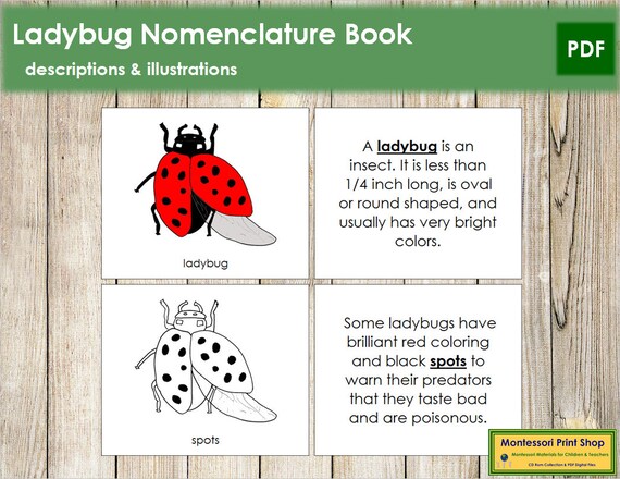Parts of a Ladybug Nomenclature Book Montessori Zoology | Etsy Canada