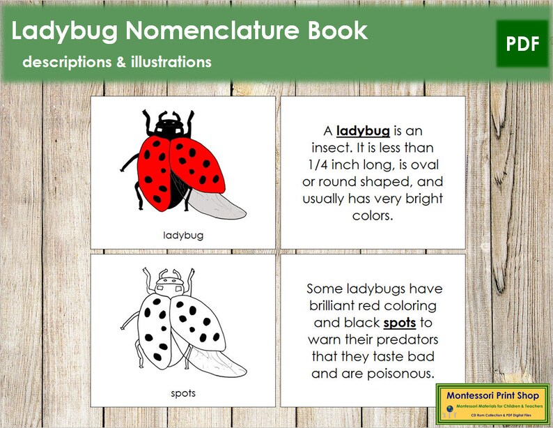Parts of a Ladybug Nomenclature Book Montessori Zoology | Etsy Canada