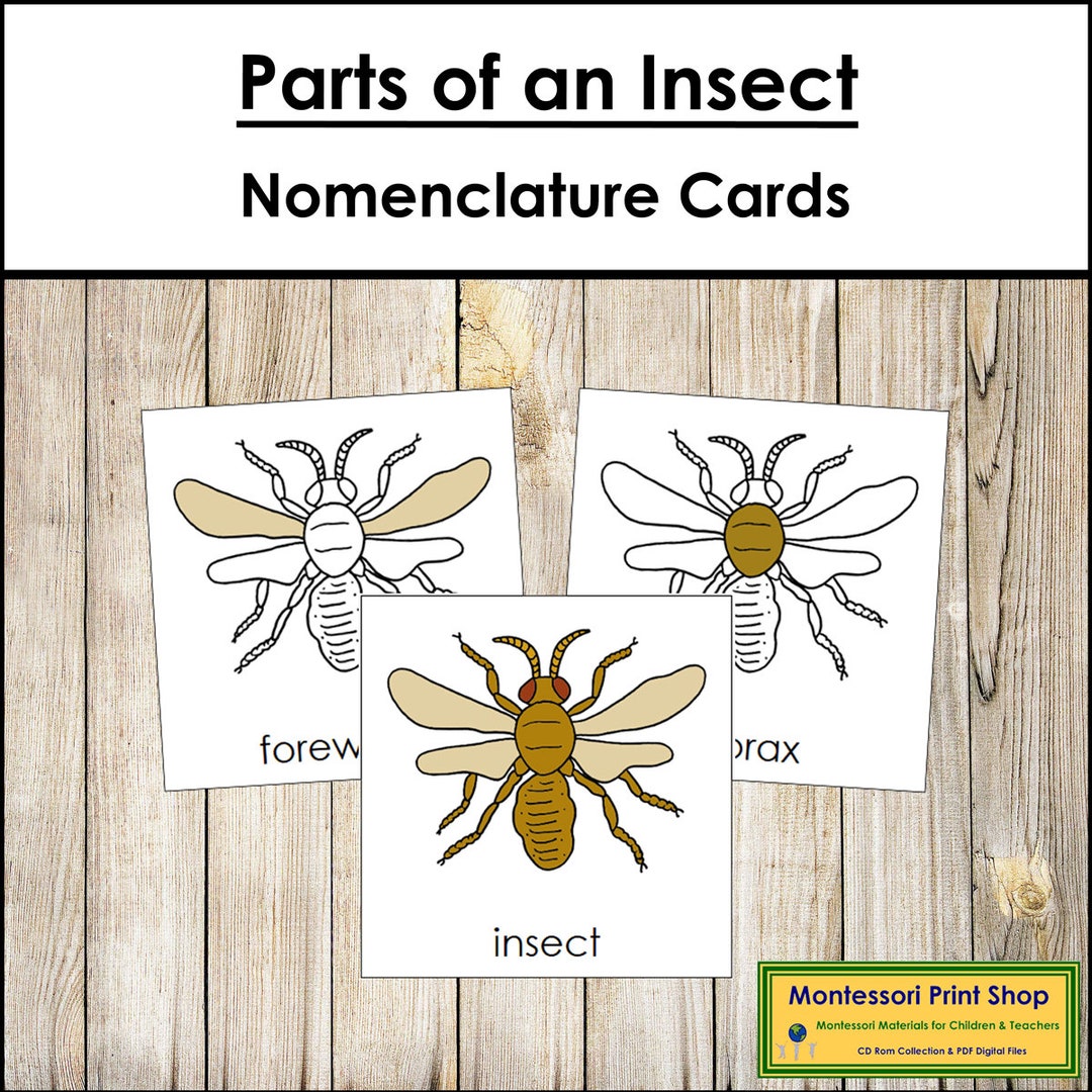 Parts of an Insect Nomenclature 3-part Cards - Montessori Zoology ...