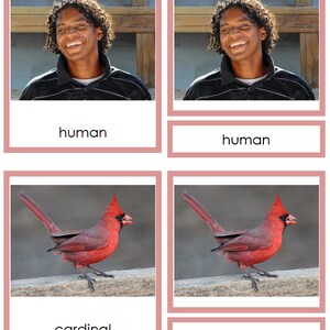 Animal Kingdom Bundle (color Borders) - Montessori Zoology - Printable ...