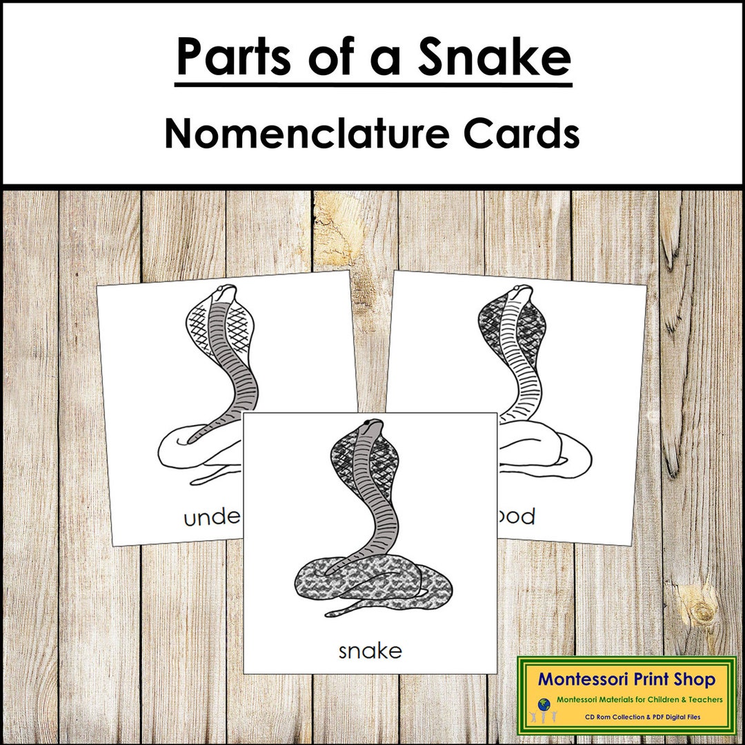 Parts of a Snake Nomenclature 3-part Cards & Blackline Master ...