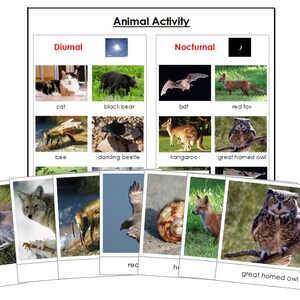 Animal Activity Sorting (nocturnal and Diurnal) Sorting Cards & Control ...