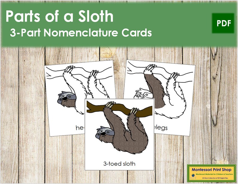 Parts of a Sloth Nomenclature 3-part Cards Zoology - Etsy