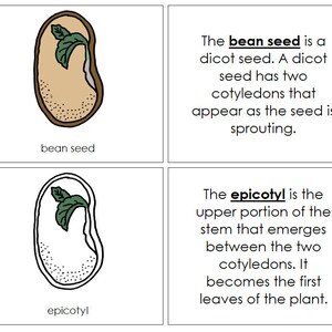Parts of a Bean Seed Nomenclature Book - Montessori Botany - Printable ...