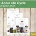 The Apple Life Cycle 3-part Cards & Charts Montessori - Etsy Canada