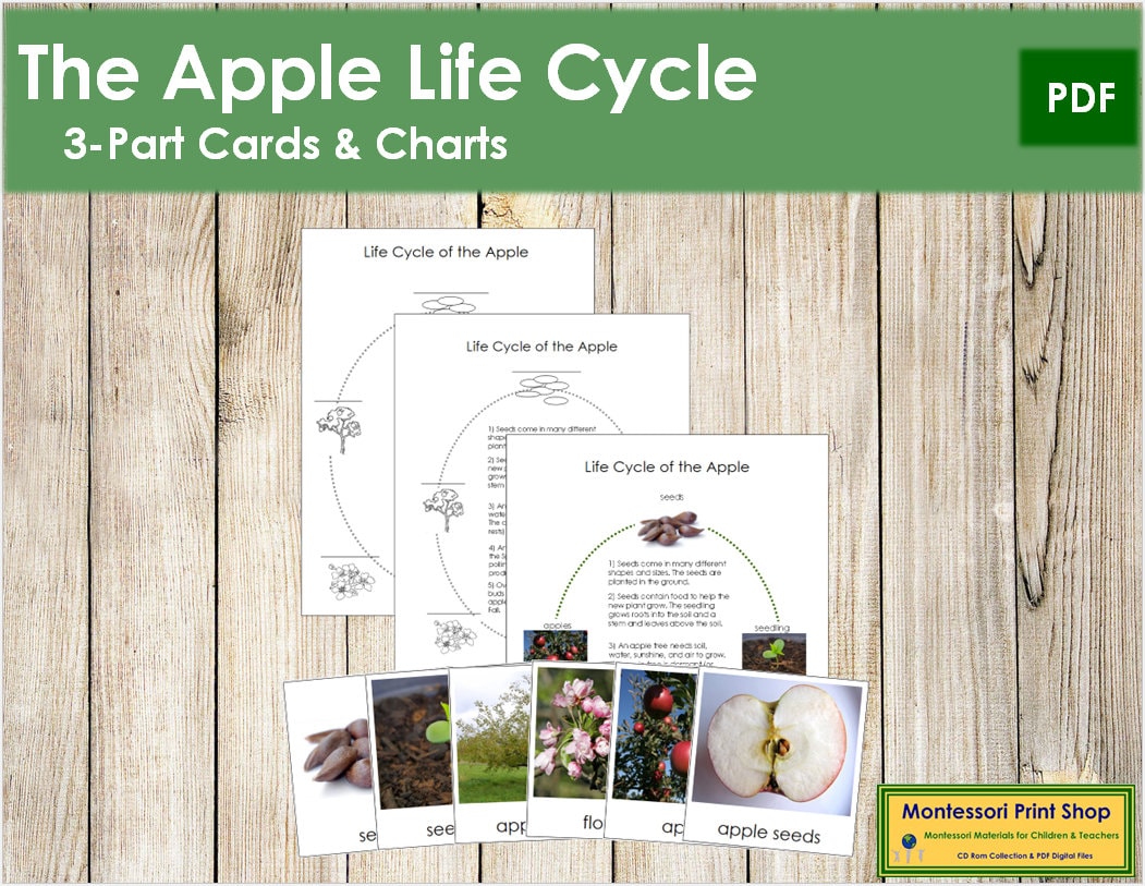 The Apple Life Cycle 3-part Cards & Charts Montessori - Etsy Canada