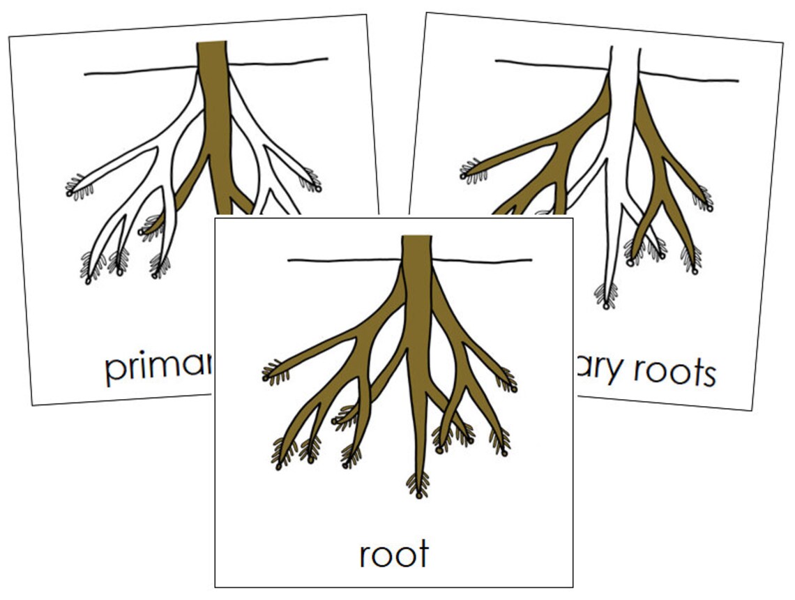 Parts of a Root Nomenclature 3-part Cards Montessori Botany - Etsy Canada