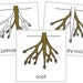 Parts of a Root Nomenclature 3-part Cards - Montessori Botany ...