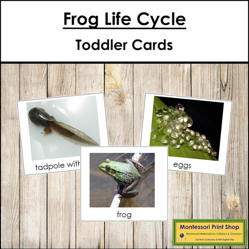Frog Life Cycle Cards Printable Toddler Montessori Materials Digital ...