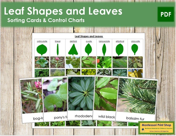Leaf Shapes and Leaves Sorting Cards & Control Chart - Etsy