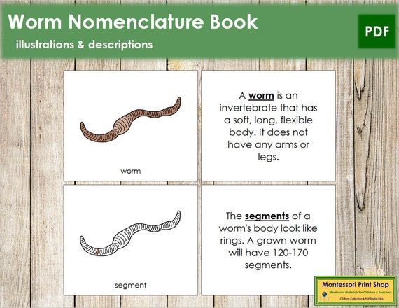 Parts of a Worm Nomenclature Book Zoology Printable | Etsy