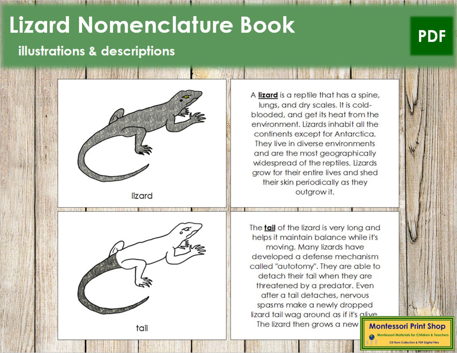 Parts of a Lizard Nomenclature Book Montessori Zoology | Etsy