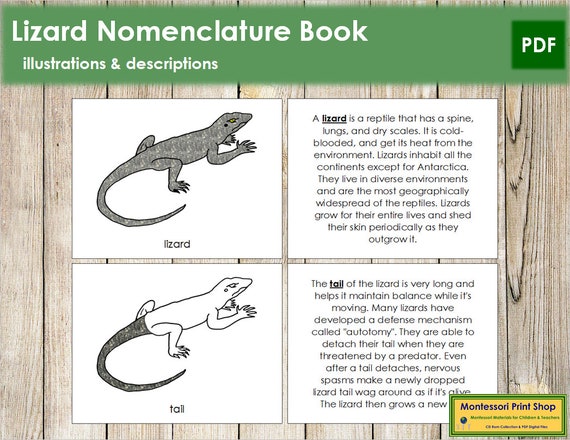 Parts of a Lizard Nomenclature Book Montessori Zoology | Etsy