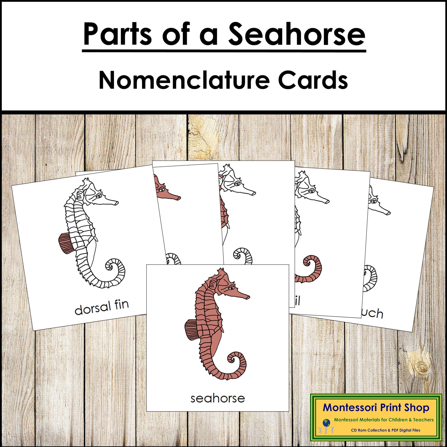Parts of a Seahorse Nomenclature 3-part Cards & Blackline Master ...