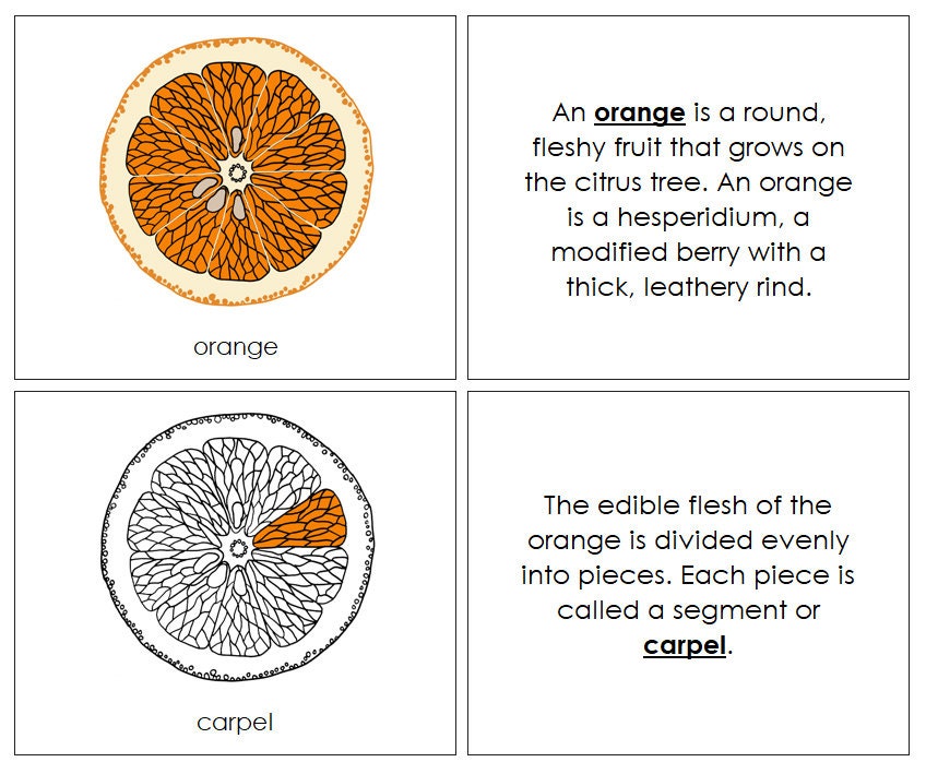 Parts of an Orange Nomenclature Book Montessori Botany - Etsy