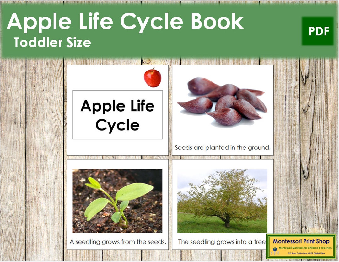Apple Life Cycle Book Printable Toddler Montessori Materials - Etsy