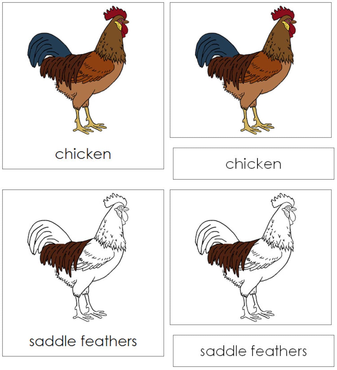 Parts of a Chicken Nomenclature 3-part Cards & Blackline Masters ...