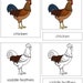 Parts of a Chicken Nomenclature 3-part Cards & Blackline Masters ...