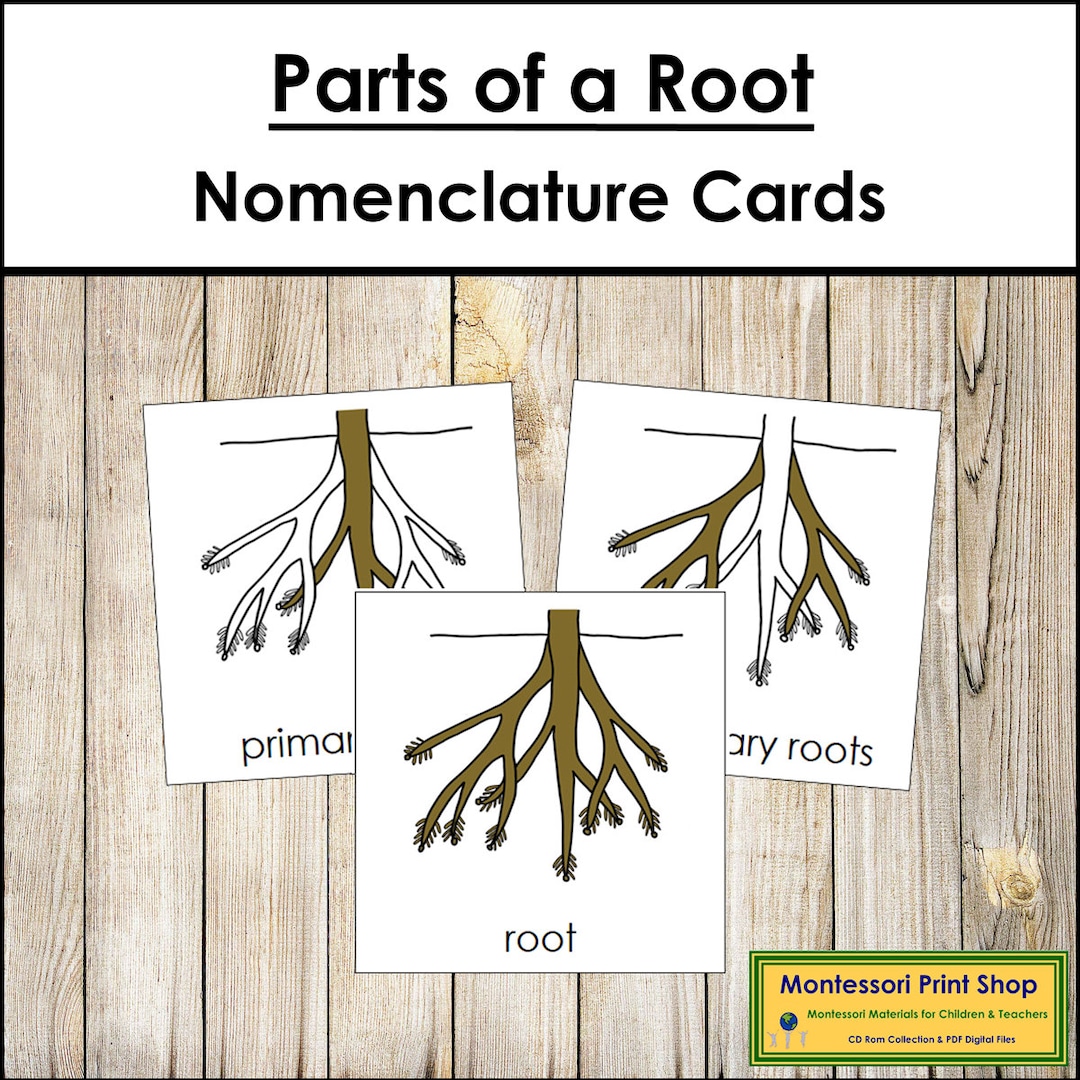 Parts of a Root Nomenclature 3-part Cards & Blackline Master ...
