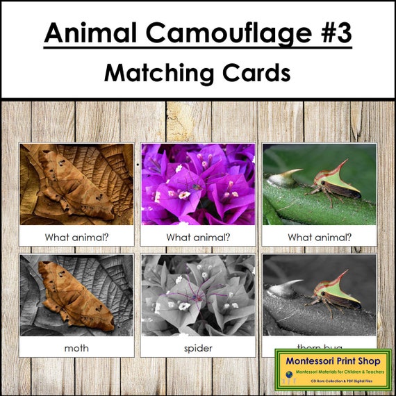 Animal Adaptation Camouflage