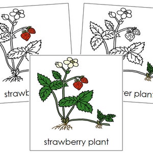 Parts of a Strawberry Plant Nomenclature 3-part Cards & Blackline ...