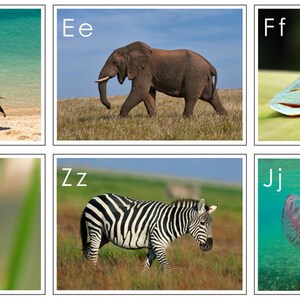 Phonetic Animal Alphabet Cards - Montessori Pre-reading Phonics ...