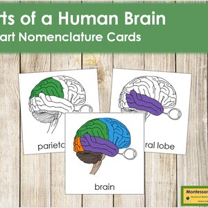 Parts of a Human Brain Nomenclature 3-part Cards Science - Etsy Canada