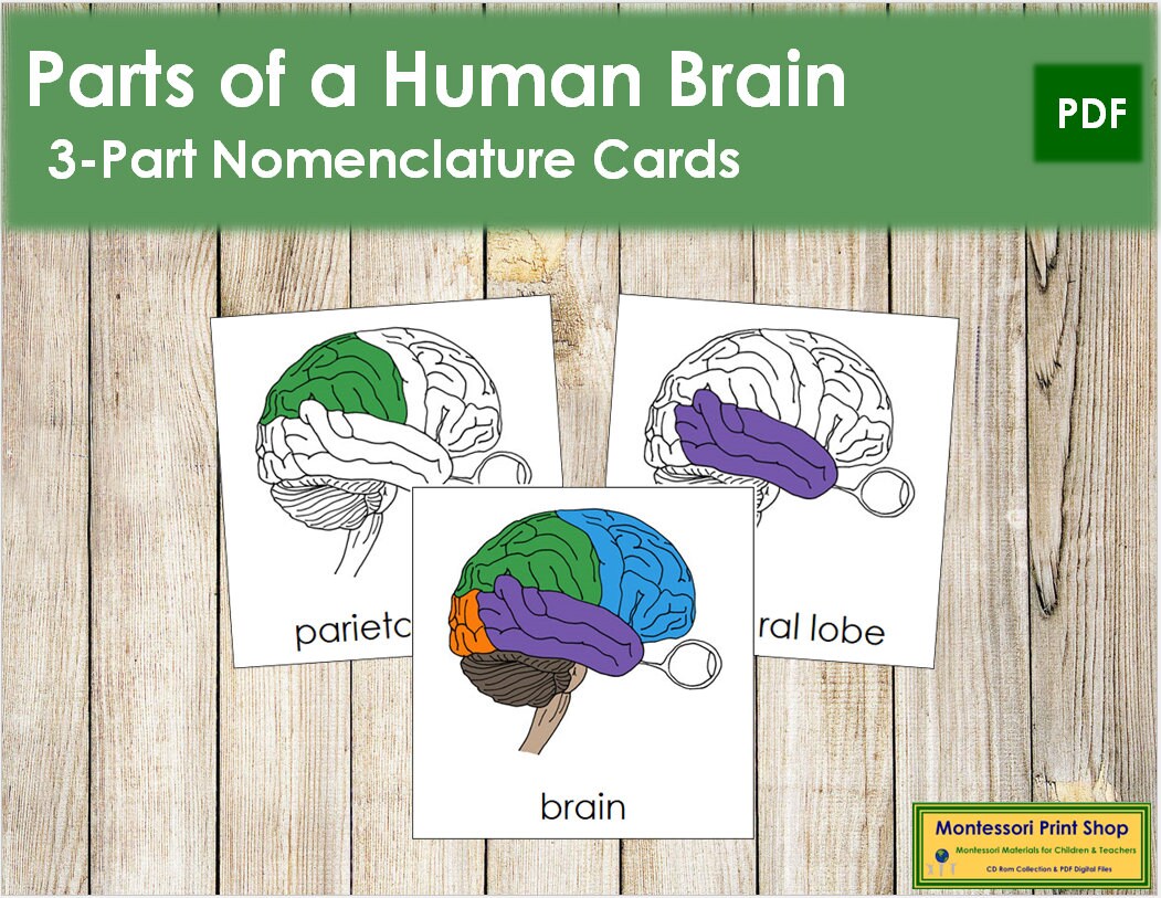 Parts of a Human Brain Nomenclature 3-part Cards Science - Etsy Canada