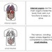 Human Internal Organs Nomenclature Book Science Printable - Etsy
