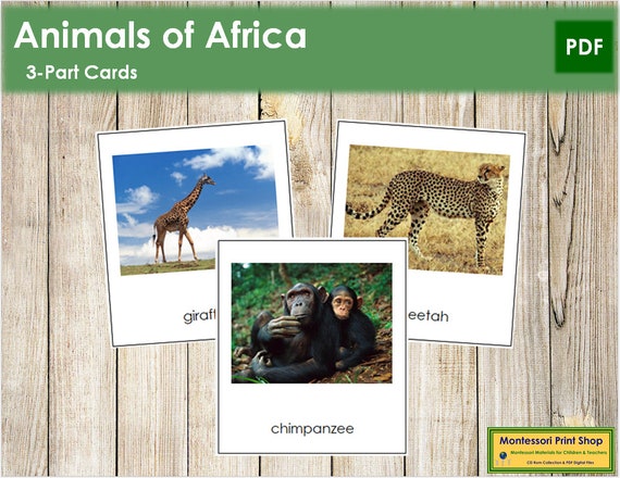 Animals of Africa Montessori Continent Cards Geography | Etsy