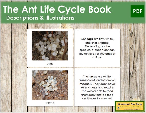 The Ant Life Cycle Book Montessori Nomenclature Printable - Etsy