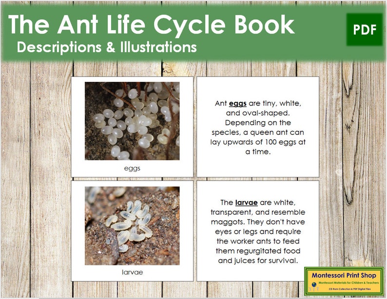 The Ant Life Cycle Book Montessori Nomenclature Printable - Etsy