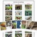 Montessori Animal Coverings Sorting Cards & Chart [scales, Feathers and ...