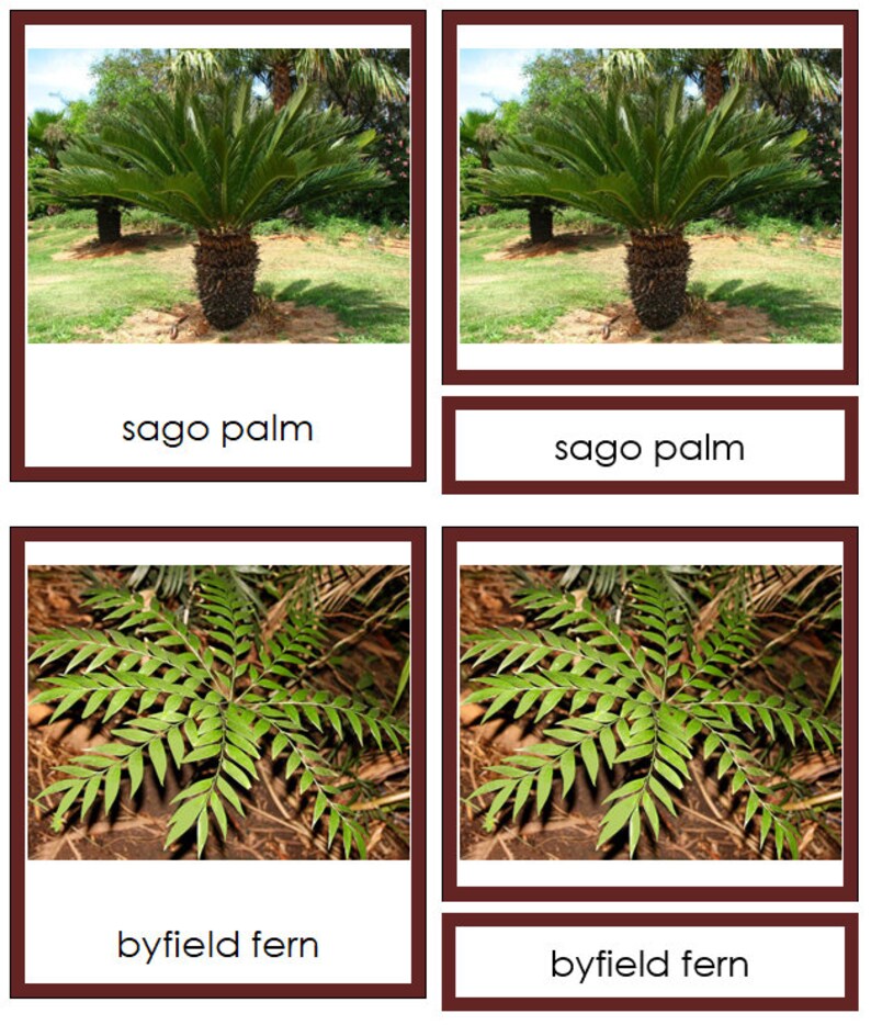 Plant Kingdom Charts & Cards Bundle - Montessori Botany Classification ...