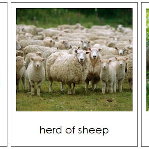 Animal Adaptations Sorting Cards & Control Chart - Science - Printable ...