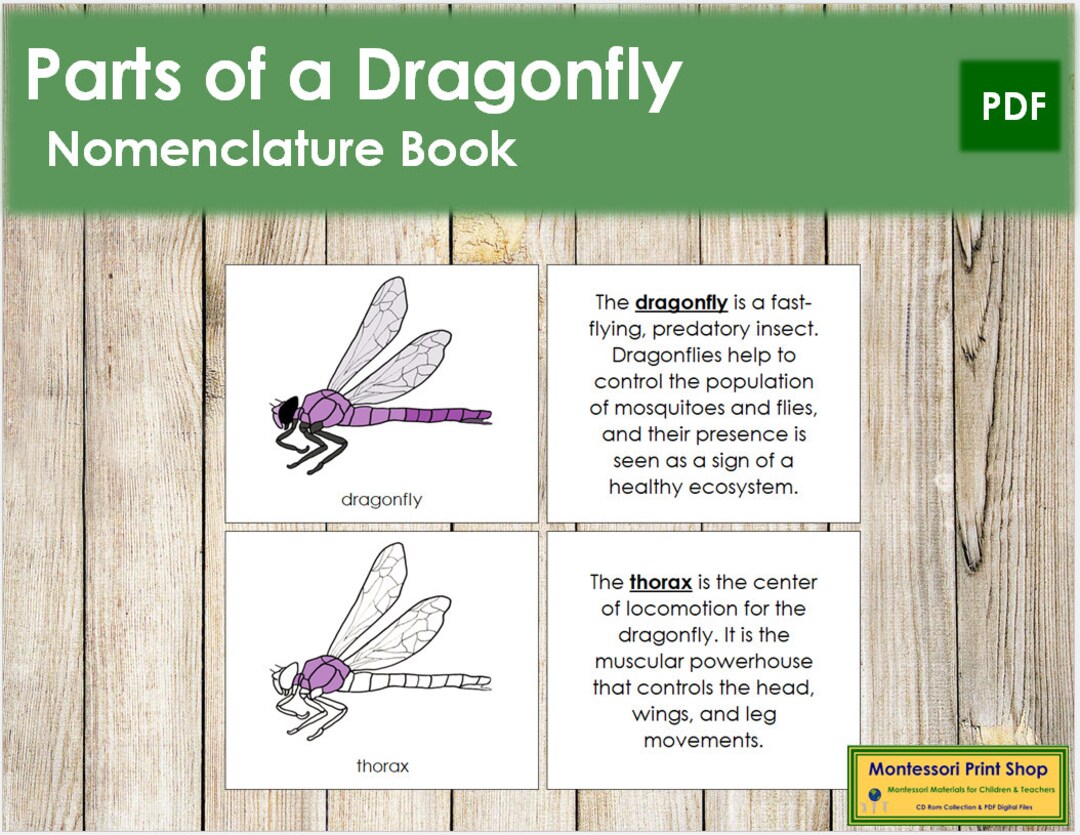 Parts of a Dragonfly Nomenclature Book Montessori Zoology - Etsy México