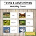 Parts of A Lizard Nomenclature 3-part Cards Montessori Zoology ...