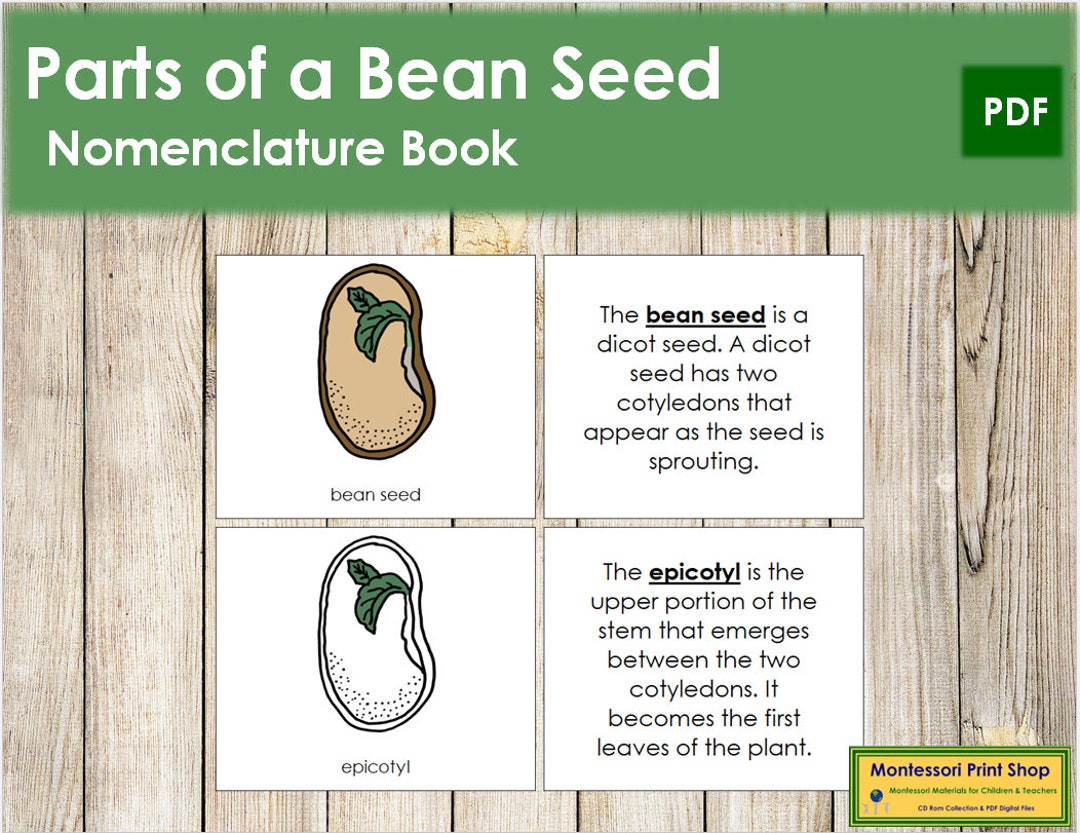 Parts of a Bean Seed Nomenclature Book Montessori Botany - Etsy