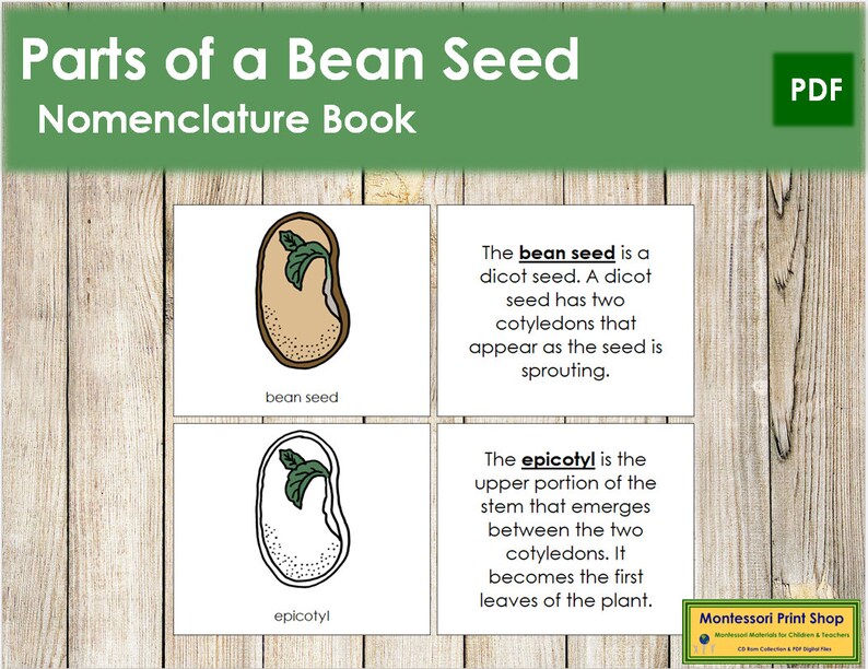 Parts of a Bean Seed Nomenclature Book Montessori Botany - Etsy Canada