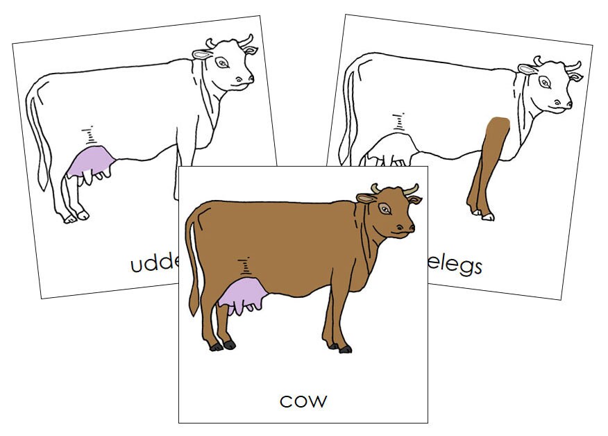 Parts of a Cow Nomenclature 3-part Cards Montessori Zoology - Etsy Ireland