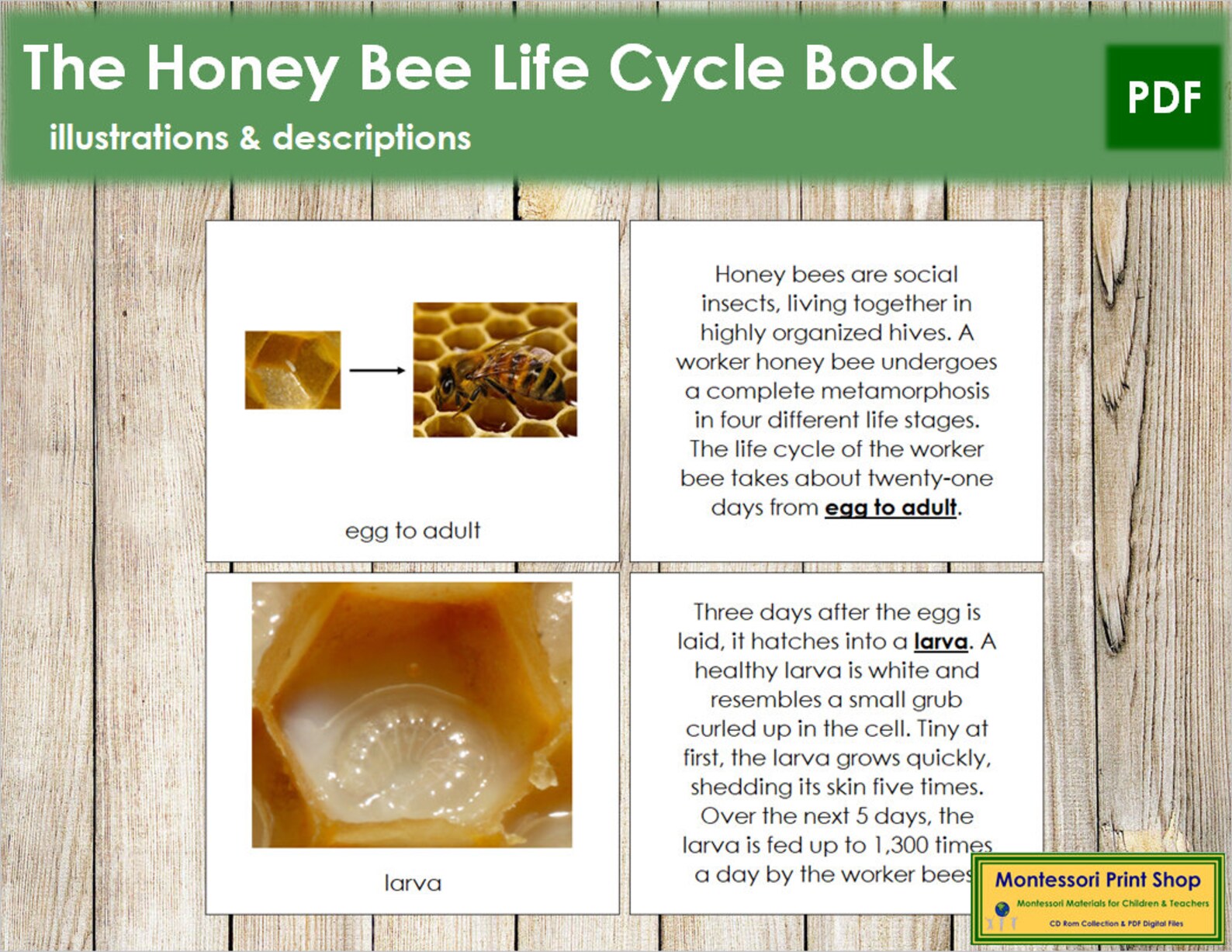 The Honey Bee Life Cycle Book Montessori Nomenclature | Etsy