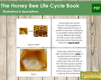 The Dragonfly Life Cycle Book Montessori Nomenclature | Etsy