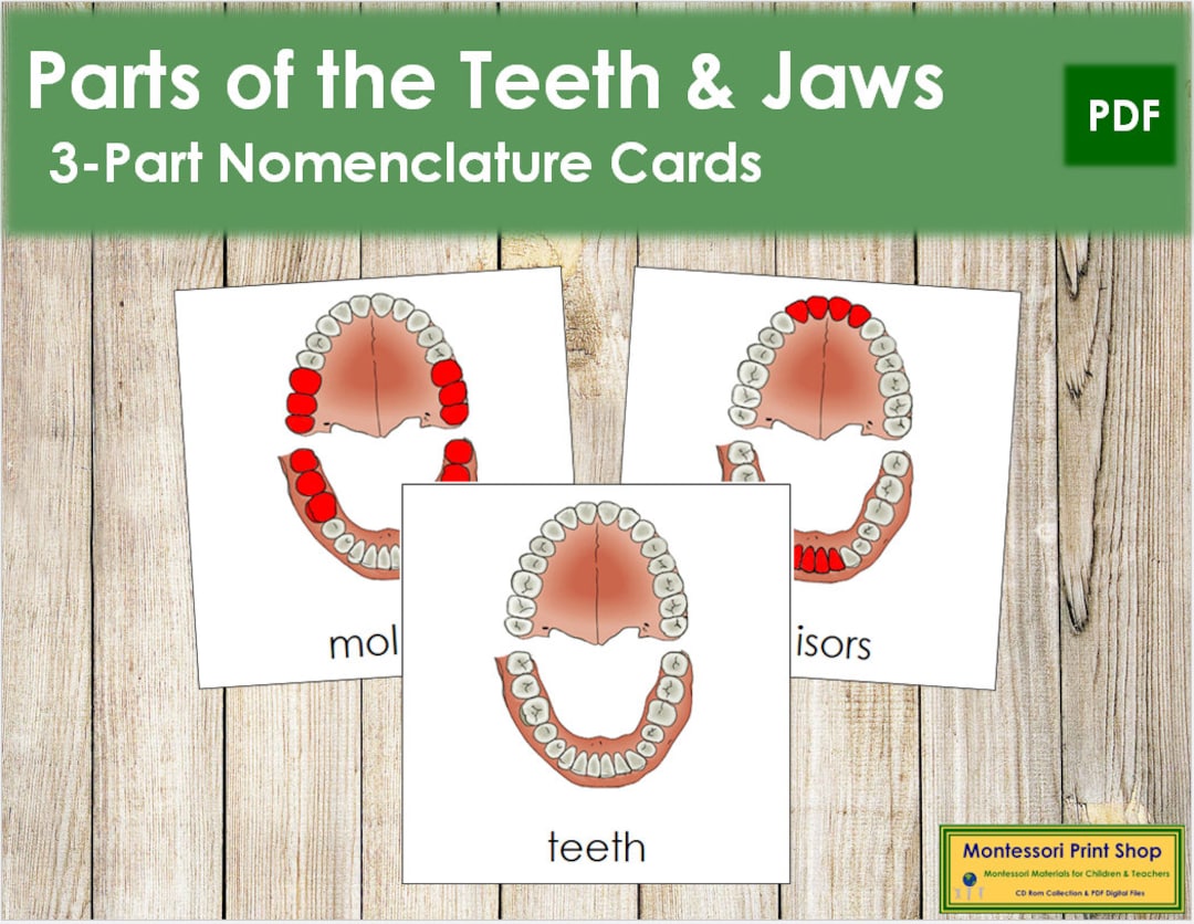 Parts of Teeth & Jaw Nomenclature 3-part Cards Printable - Etsy