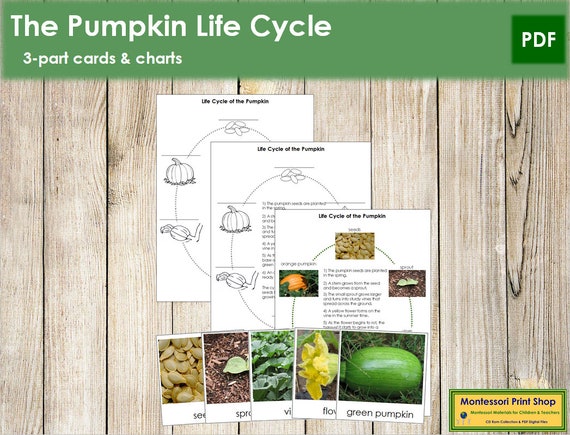 The Pumpkin Life Cycle 3-part Cards & Charts Montessori | Etsy