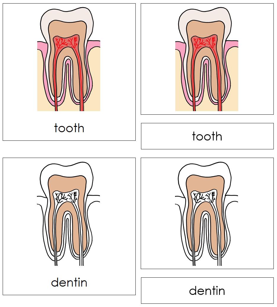 Parts of a Tooth Nomenclature 3-part Cards & Blackline Master ...