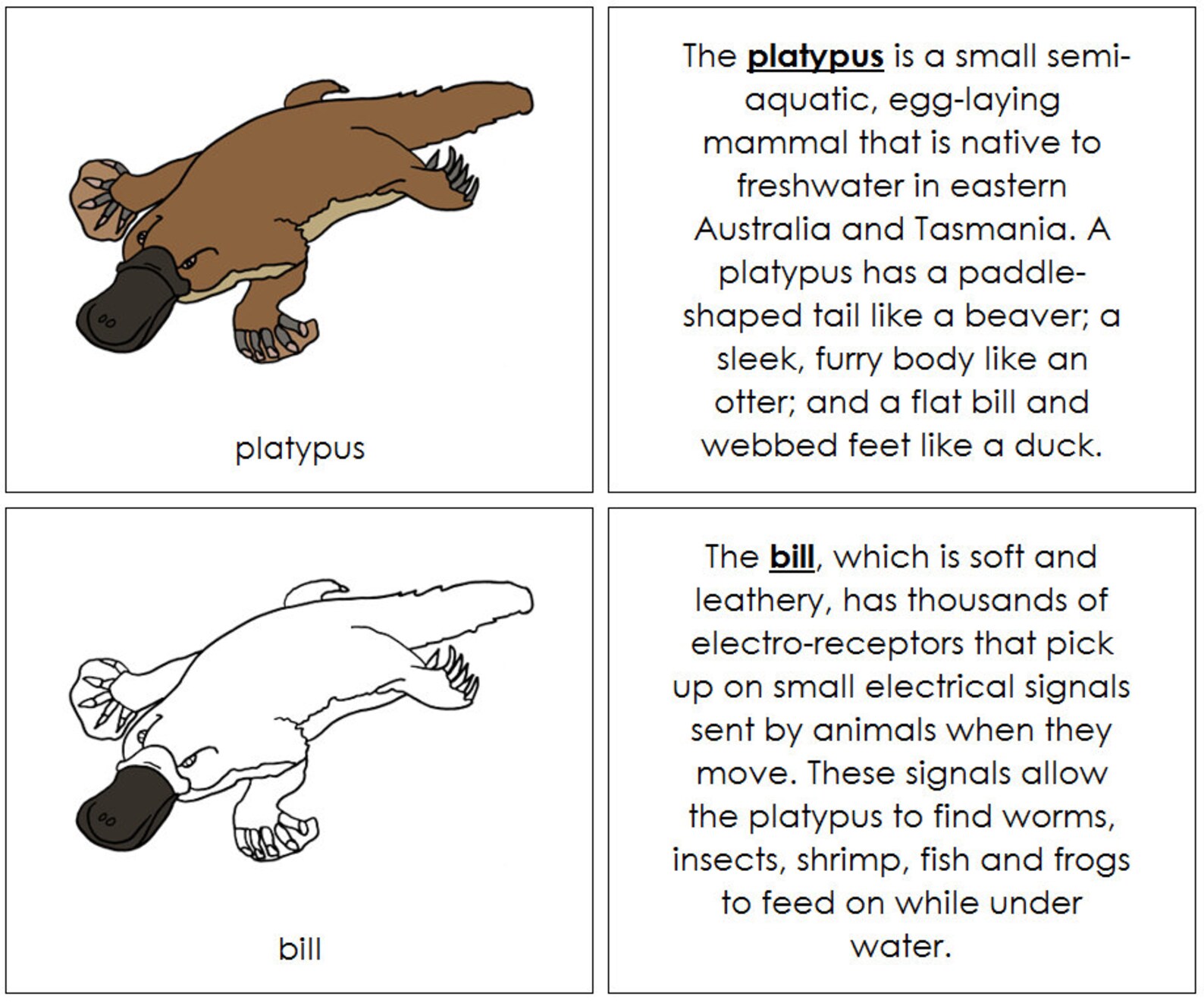Parts of a Platypus Nomenclature Book Montessori Zoology | Etsy