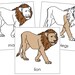 Parts of a Lion Nomenclature 3-part Cards - Montessori Zoology ...